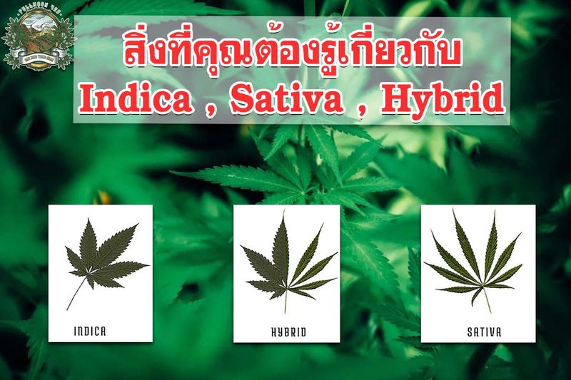 [บ้านหนองทองจันทร์ฟาร์ม] 👨‍🏫สิ่งที่คุณต้องรู้เกี่ยวกับ Indica , Sativa , Hybrid โลกของกัญชา ...