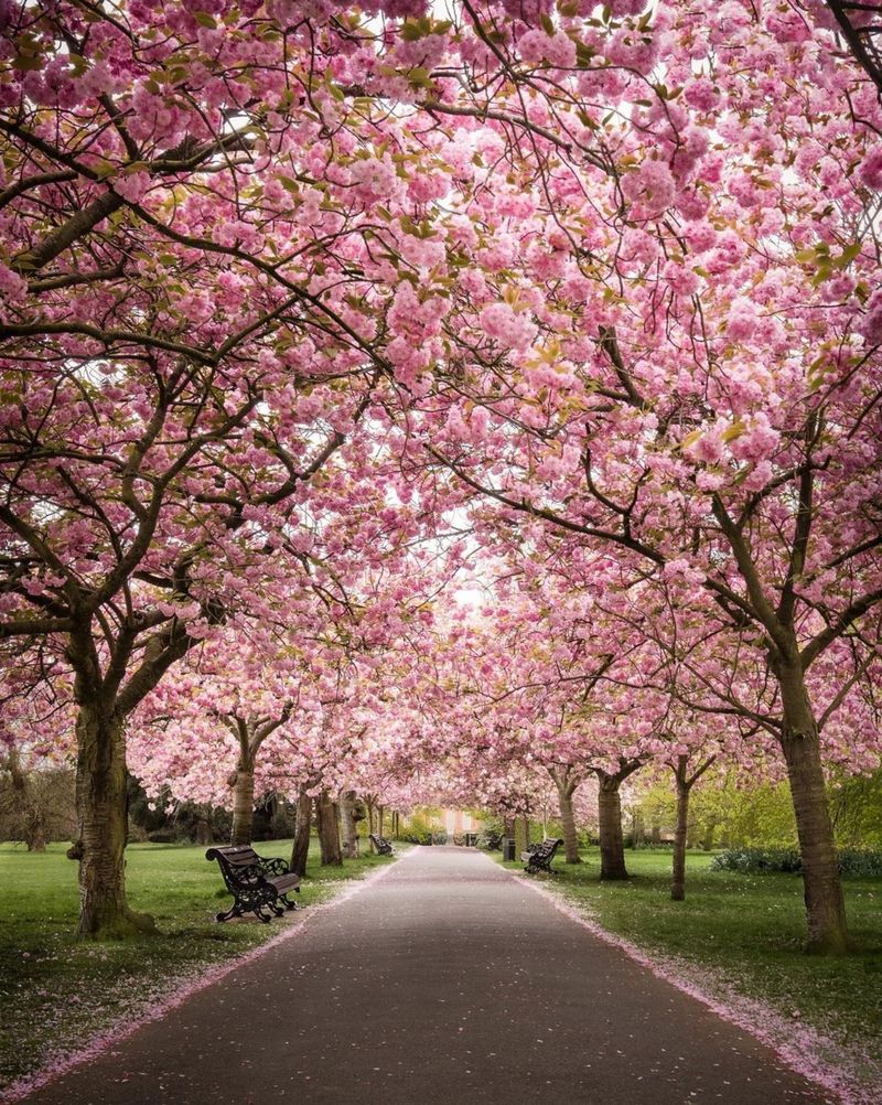[เที่ยวอังกฤษไปตามอารมณ์] 🌸London Sakura 🌸 สวยเหมือนไปเดินสวนที่ญี่ปุ่น ...