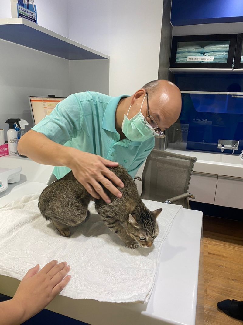 [ศูนย์ผ่าตัดสัตว์เลี้ยง กรุงเทพฯฝั่งธนบุรี] โรงพยาบาลสัตว์เศษฐกิจ ...
