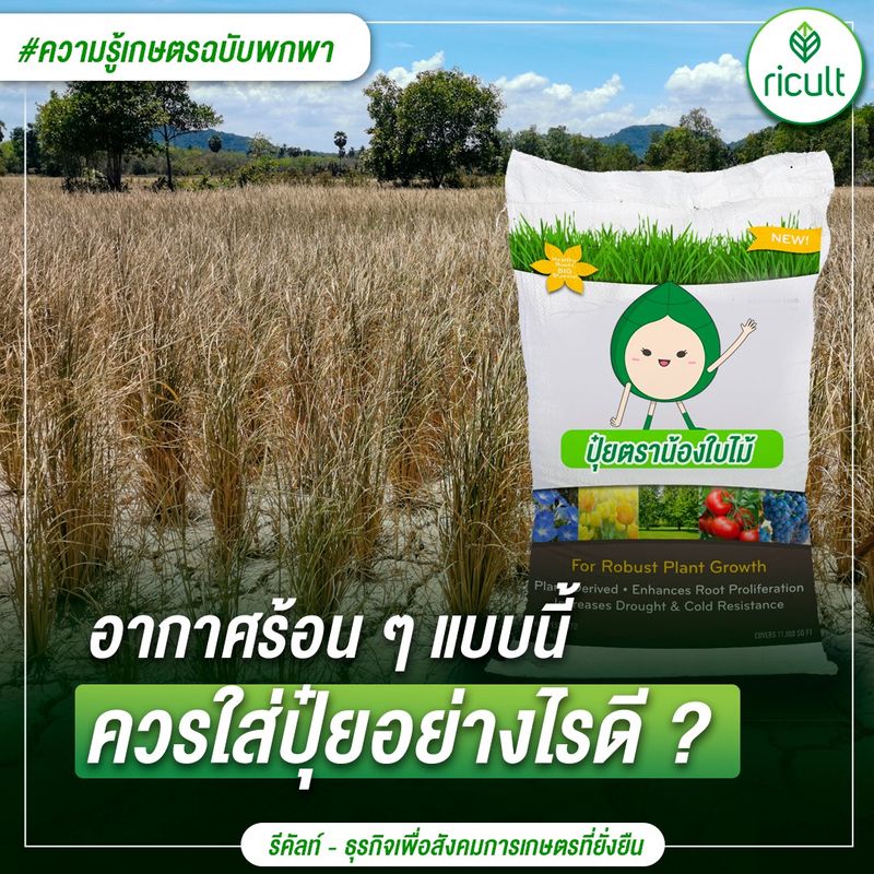 [รีคัลท์ - Ricult Thailand] ร้อนระอุเบอร์นี้ พี่ๆเกษตรกรใส่ปุ๋ยแบบไหน ...
