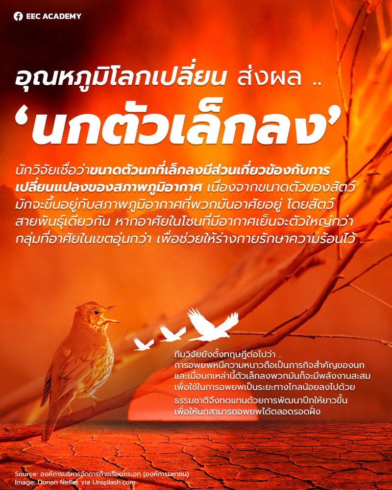 [EEC Academy] ไม่ใช่แค่คนที่กระทบ! เมื่อ โลกร้อนยังทำให้นกตัวเล็กลงด้วย ...