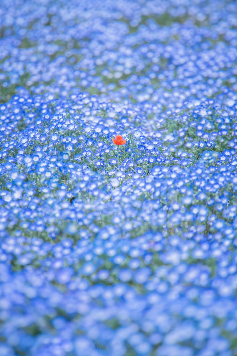 [Issa] Pose 469💙🦋🌸🌼 A single flower in a crowded world.🦋🌸