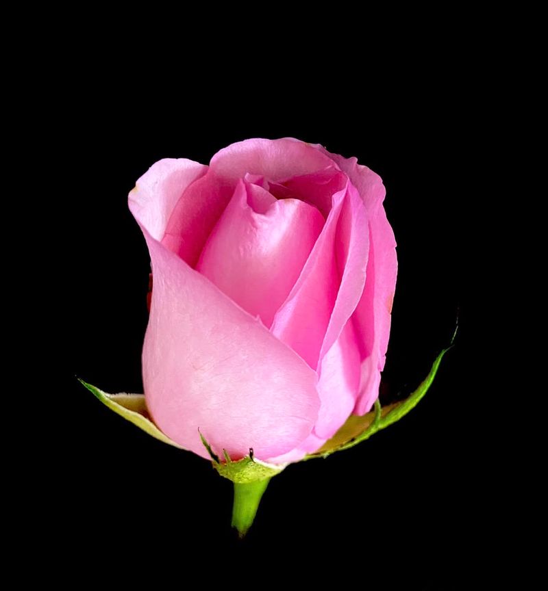 [แด่เพื่อนผู้ร่วมทาง ] William Shakespeare's Quote Love is an ever ...