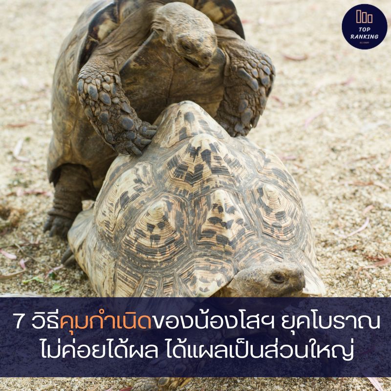 [top Ranking] 7 วิธีคุมกำเนิดของน้องโสฯ ยุคโบราณ ไม่ค่อยได้ผลหรอก ได้แผลเสียเป็นส่วนใหญ่ โสเภณี