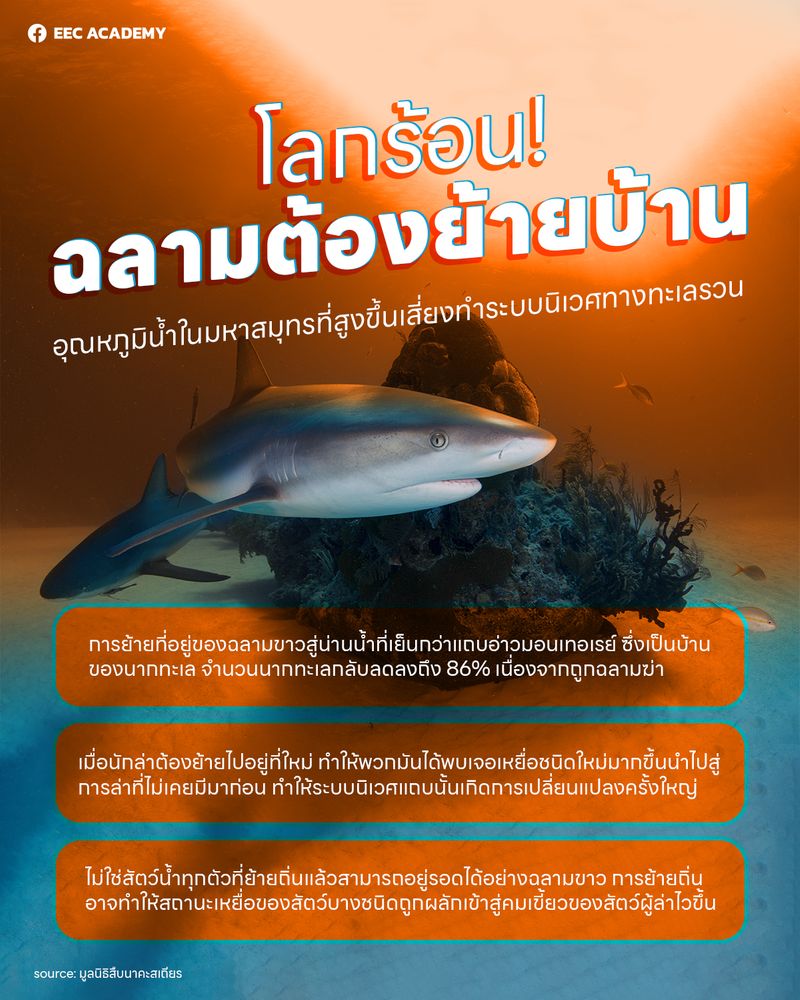 [EEC Academy] โลกร้อน! ฉลามต้องย้ายบ้าน อุณหภูมิน้ำในมหาสมุทรที่สูงขึ้น ...