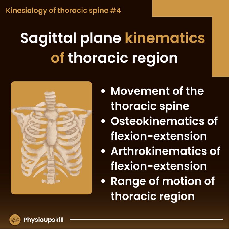 [Physioupskill] ## Episode39: Kinesiology of thoracic spine#4 Sagittal ...