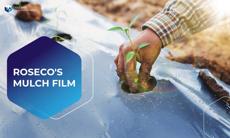 [Thai Wah] RosEco's mulch film "การที่เราทำงานใกล้ชิดกับเกษตรกร ทำให้เราพบว่าการใช้พลาสติกคลุม ...