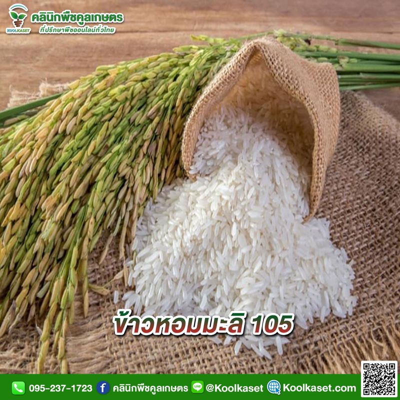[คลินิกพืชคูลเกษตร Koolkaset Agri-clinic] ข้าวหอมมะลิ 105 . เข้ากลุ่มคน ...