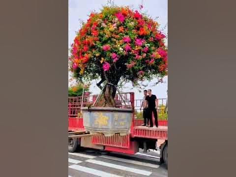 [Everythinghobby] สายหยุด ยามบ่ายคล้อยจวนเย็นกลิ่นจะกลับจรุงอีกครั้ง ...ฝนมืดฟ้ามัวดิน แกล้งหล่น ...