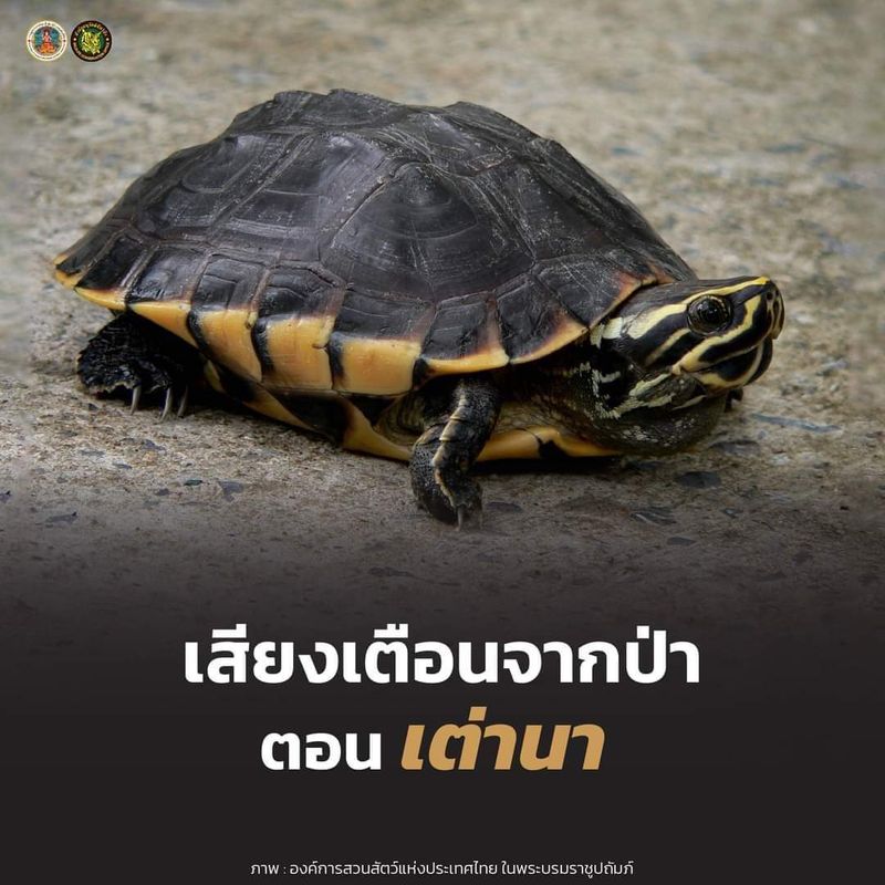 [กรมอุทยานแห่งชาติ สัตว์ป่า และพันธุ์พืช] เสียงเตือนจากป่า ตอน เต่านา ...