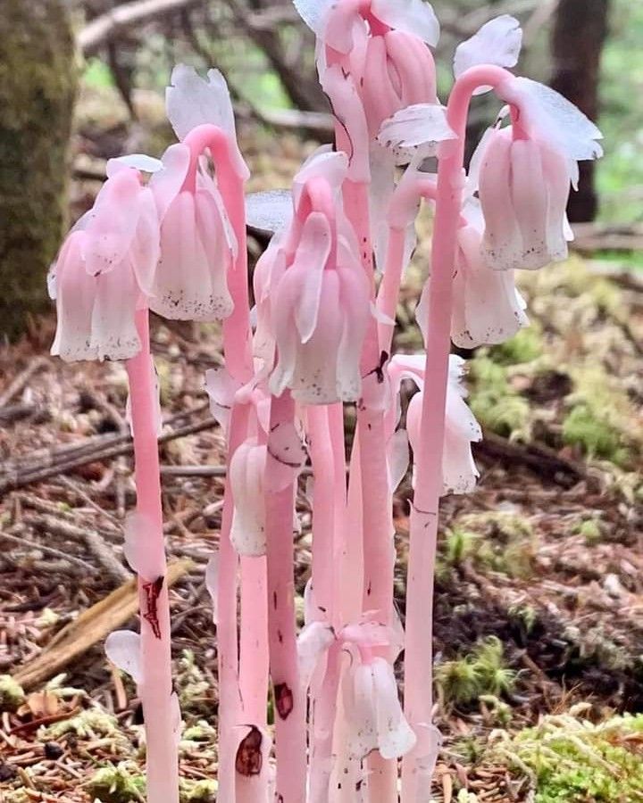 [Everythinghobby] 5 พ.ค. วันสิ่งแวดล้อมโลก |Monotropa uniflora~Ghost ...