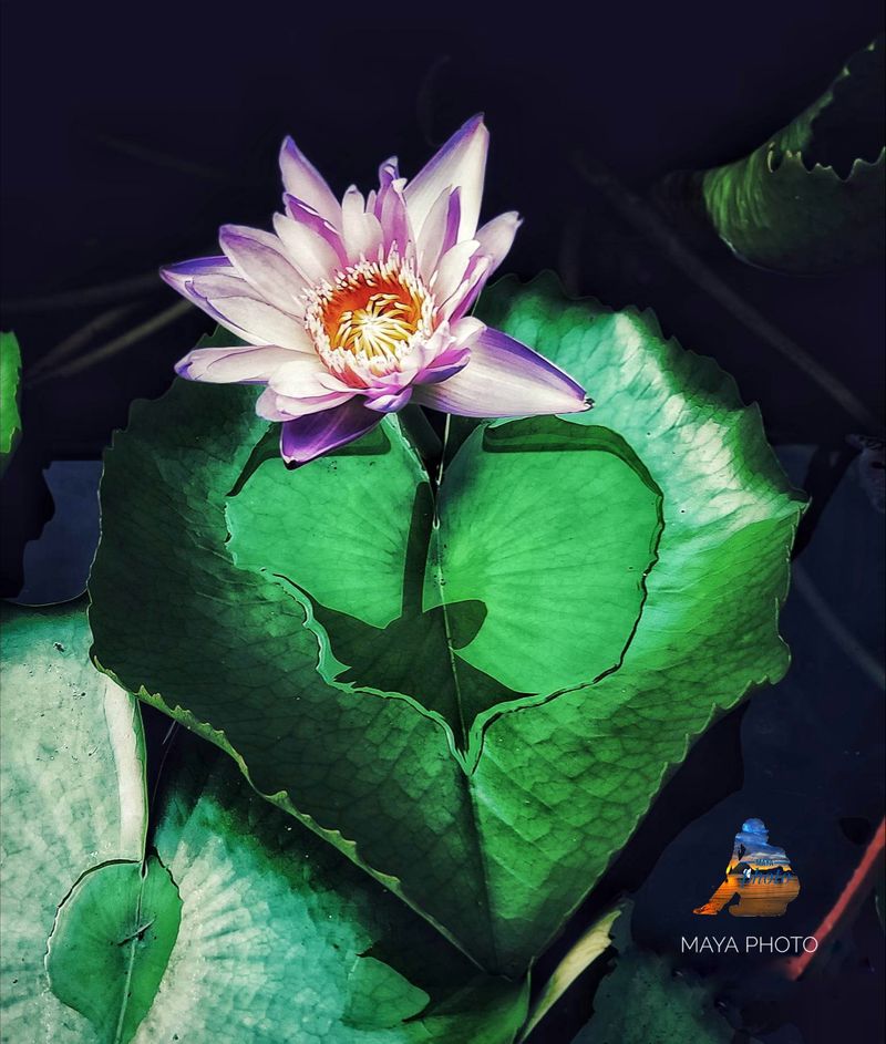 [mayaแว่นแก้ว ภาพถ่ายกับความรู้สึกvr.2] lotus flower and heart shaped ...