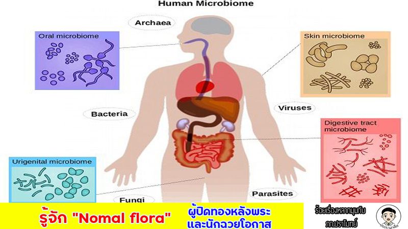 [ร้อยเรื่องหลากมุมกับ ภก.ปราโมทย์] รู้จัก"Normal flora" ผู้ปิดทองหลังพระ และนักฉวยโอกาส บ่อย ...