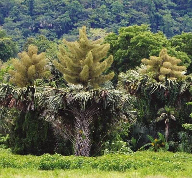 [กรมอุทยานแห่งชาติ สัตว์ป่า และพันธุ์พืช] "ลานป่า" พืชที่ใกล้สูญพันธุ์ ...