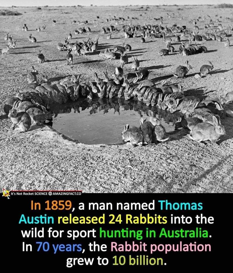 [เบื่อเมือง] ปี 1859 Thomas Austin ปล่อยกระต่าย 24 ตัวในทุ่งของ ...