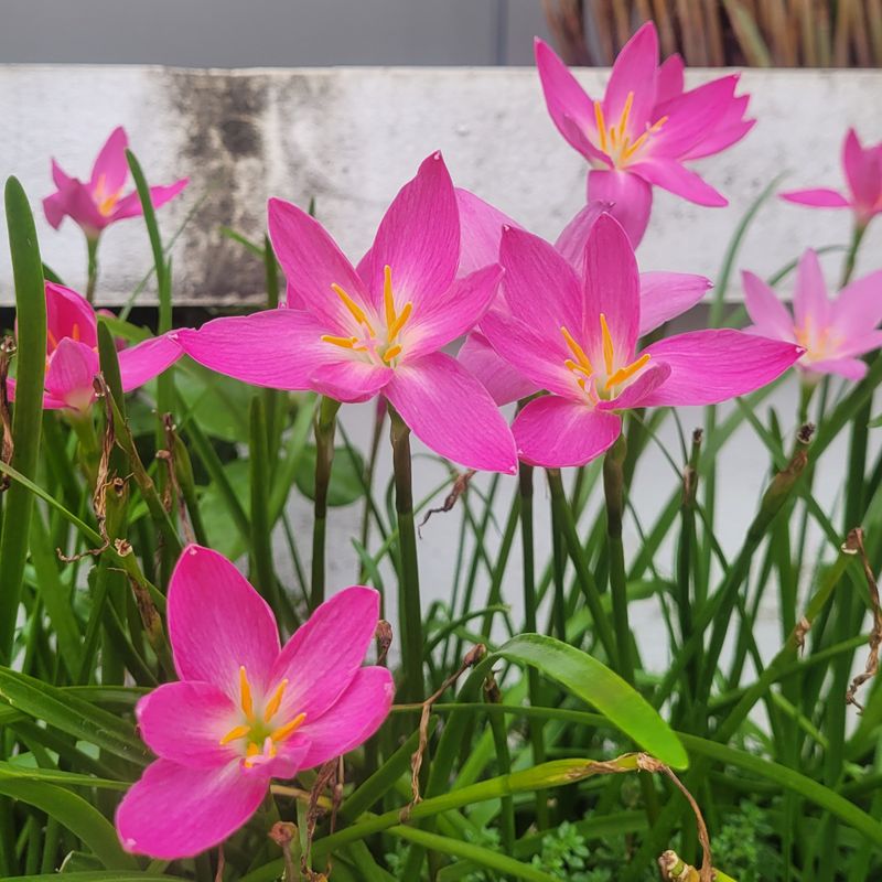 [PhotoOne] ดอกบัวสวรรค์ #PIC001 สายฝนเริ่มโปรยปรายลงมาช่วงปลายเดือน ...