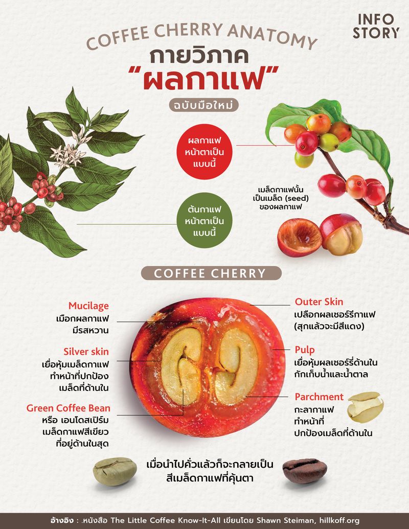 [InfoStory] กายวิภาค “ผลกาแฟ” ฉบับมือใหม่ (Coffee Cherry Anatomy) 🍒☕ ...