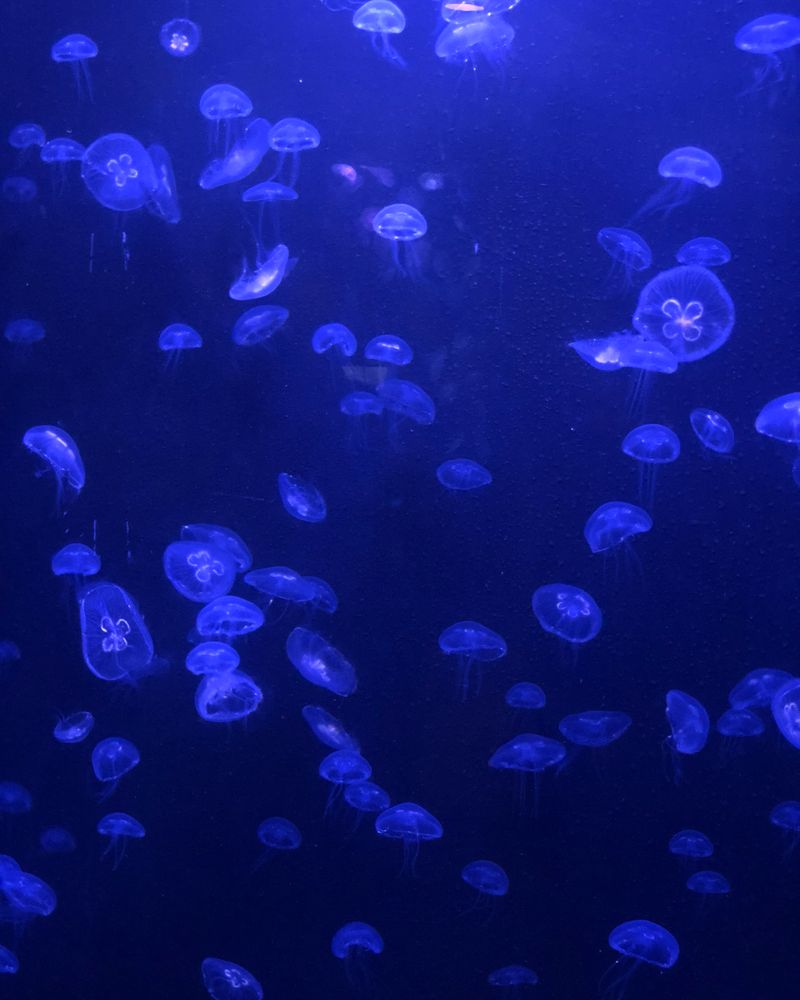 [goldfishwannaeatpoet] An uncertainty principle but worth considering A mist in my mind Has been ...