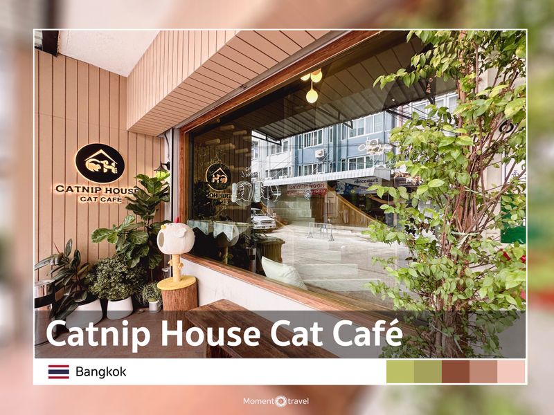 [Moment2travel] Catnip house คาเฟ่แมวติด bts เสนานิคม วันนี้เราได้มี ...
