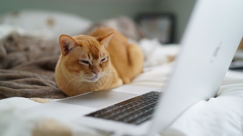 [Mayiblog] Cat never blog too much Photo by Catherine Heath on Unsplash