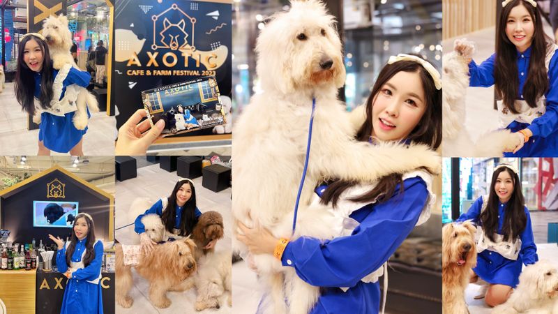 [CRAZY HEEJIN 💕] ฟาร์มน้องหมา #โกลเด้นดูเดิ้ล ใหญ่ที่สุดในไทย 💖 👉🏻 : https://m.pantip.com/topic ...