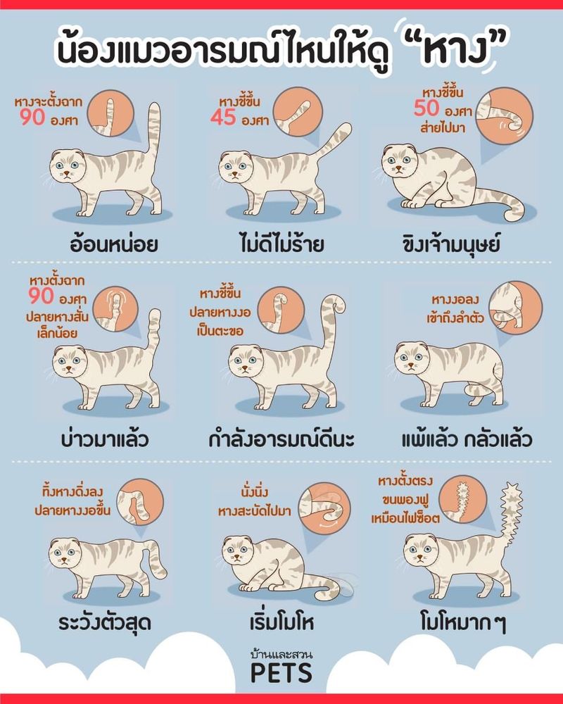 [บ้านและสวน] ดูอารมณ์แมวให้ดูหาง แค่ดูหางก็รู้ใจ น้องแมวอารมณ์ไหนให้ดูหาง