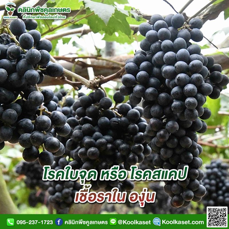 [คลินิกพืชคูลเกษตร Koolkaset Agri Clinic] โรคใบจุด หรือ โรคสแคป เชื้อรา
