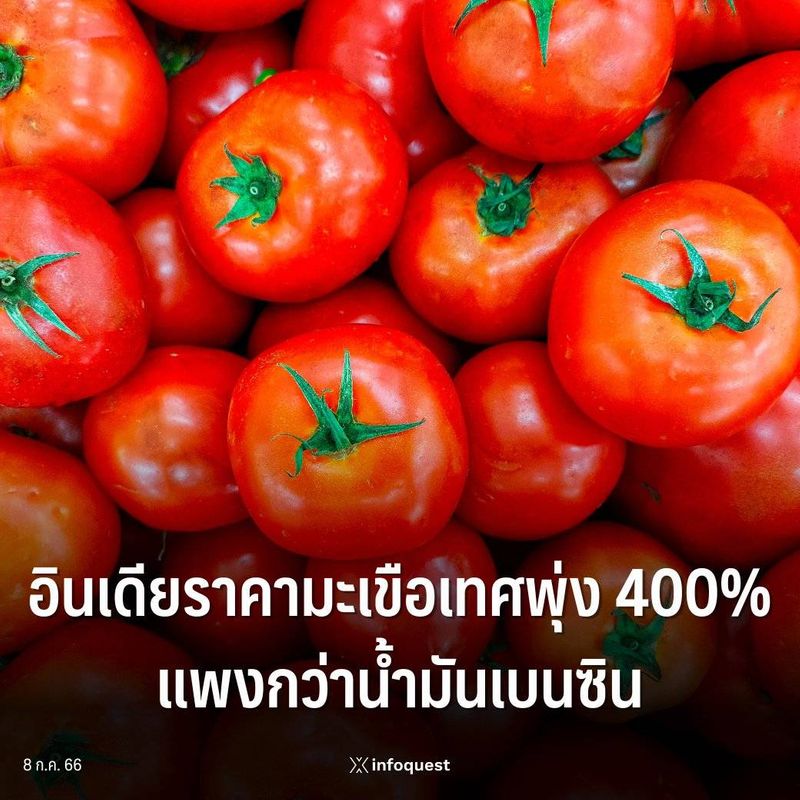 [bigmama ชวนอ่าน] โซเชียลอินเดียแห่แชร์ราคามะเขือเทศพุ่ง 400 แพงกว่า