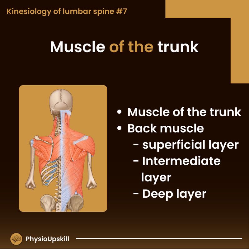 [Physioupskill] ## Episode51: Kinesiology of lumbar spine#7 Muscle of ...