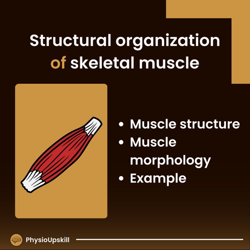 [Physioupskill] ## Episode16 : Structural organization of skeletal ...