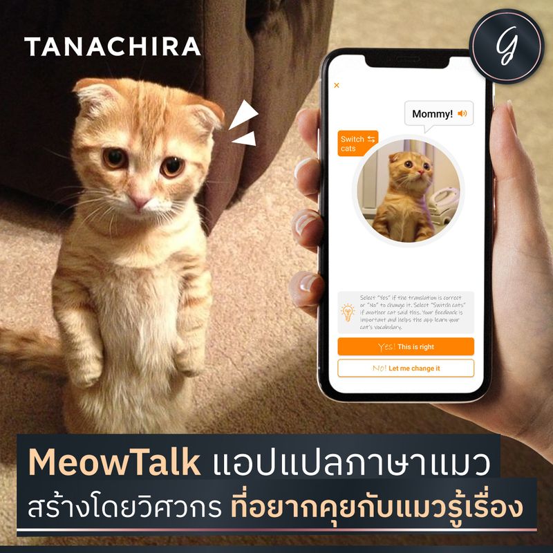 [ลงทุนเกิร์ล] MeowTalk แอปแปลภาษาแมว สร้างโดยวิศวกร ที่อยากคุยกับแมวรู้เรื่อง เสียงร้อง “เหมียว ...