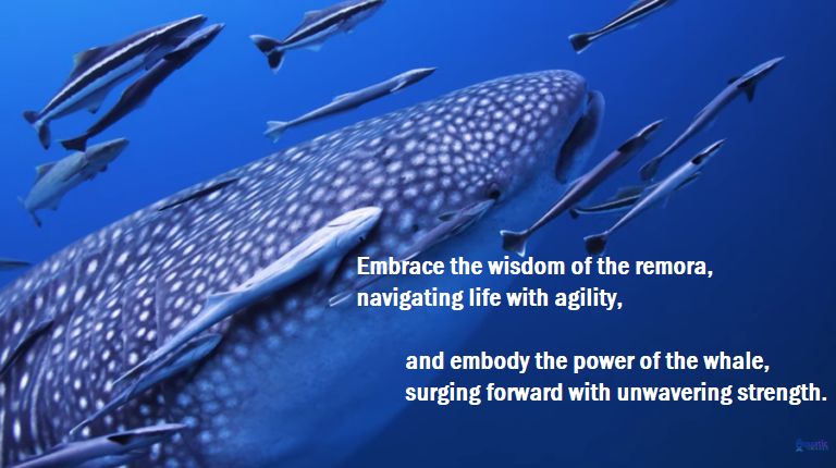 Remora - The Hybrid Investor