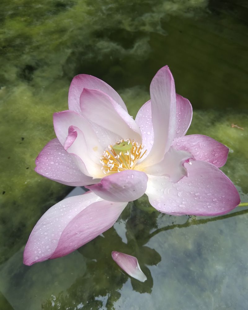 [Everythinghobby] สติ คือความระลึกได้ "หมายความถึงระลึกหรือจำอารมณ์ต่าง ๆ ที่เกิดขึ้นในใจ เมื่อ ...