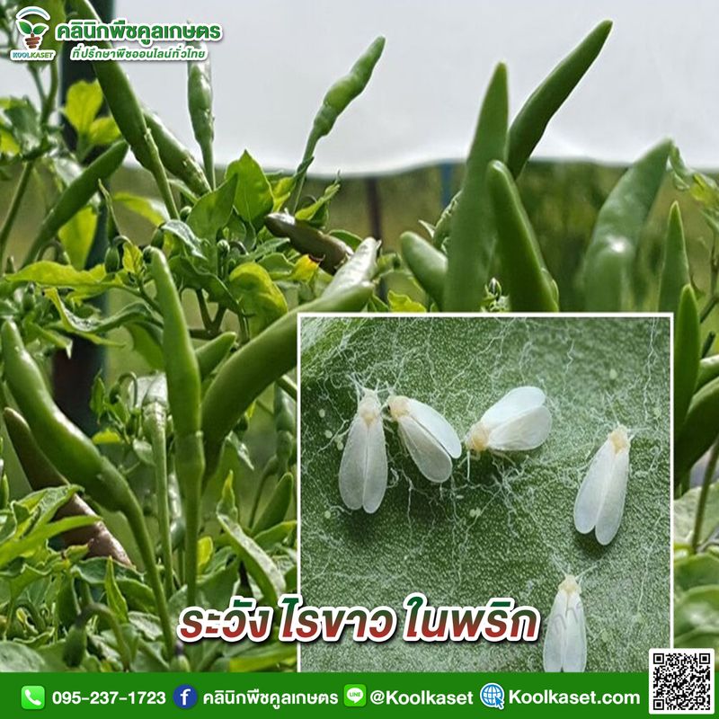[คลินิกพืชคูลเกษตร Koolkaset Agri-clinic] ระวัง ไรขาว ในพริก 🔴ปัญหาพืชฟรี!เคสต่อเคสกับ"คลินิกพืช ...