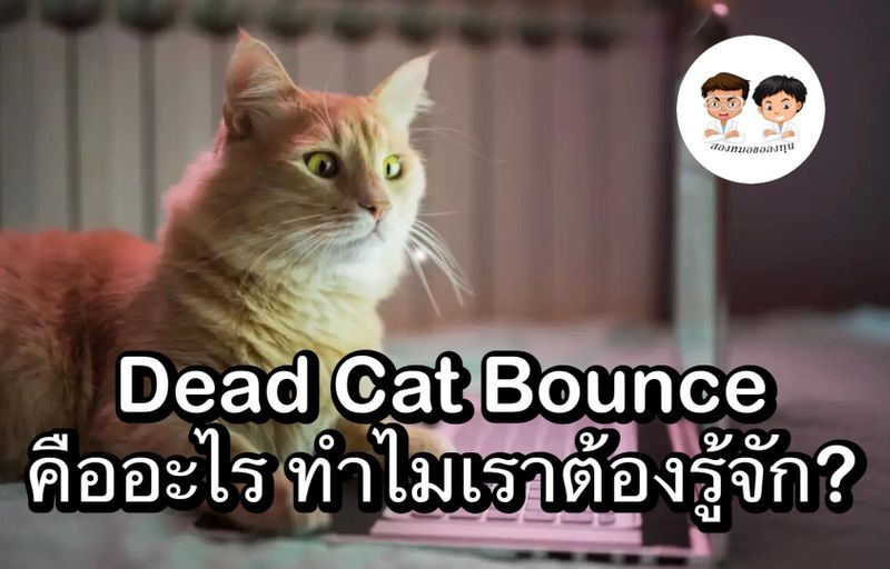 [สองหมอขอลงทุน] Dead Cat Bounce คืออะไร ทำไมเราต้องรู้จัก? เรียบเรียง ...