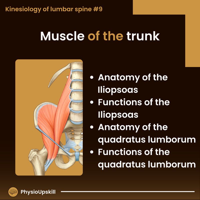 [Physioupskill] ## Episode53: Kinesiology of lumbar spine#9 Muscle of ...