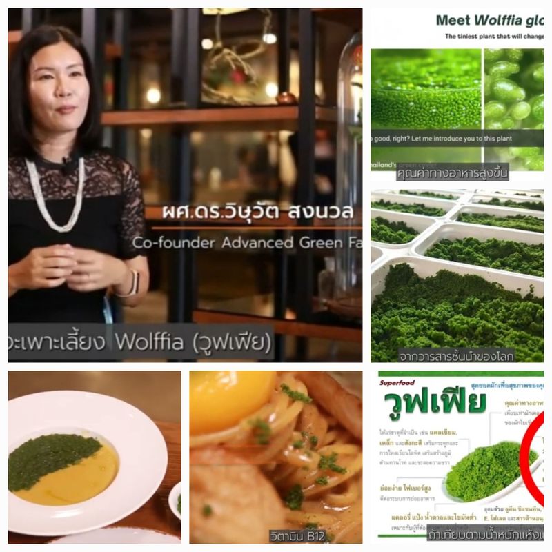 [Everythinghobby] ไข่ผำไทย- Wolffia (Duck weed) Go Global จาก ADVANCED GREEN FARM โดย ผศ.ดร. ...