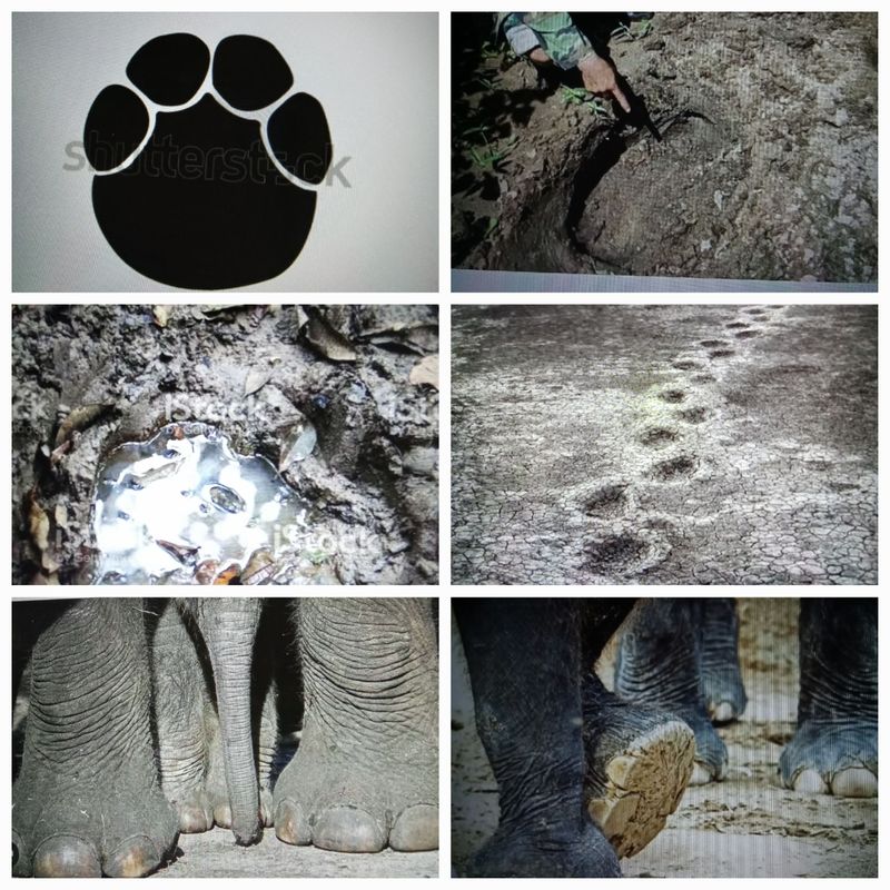 [Achara Phanurat.blogdit] (9). "Elephant Footprints"