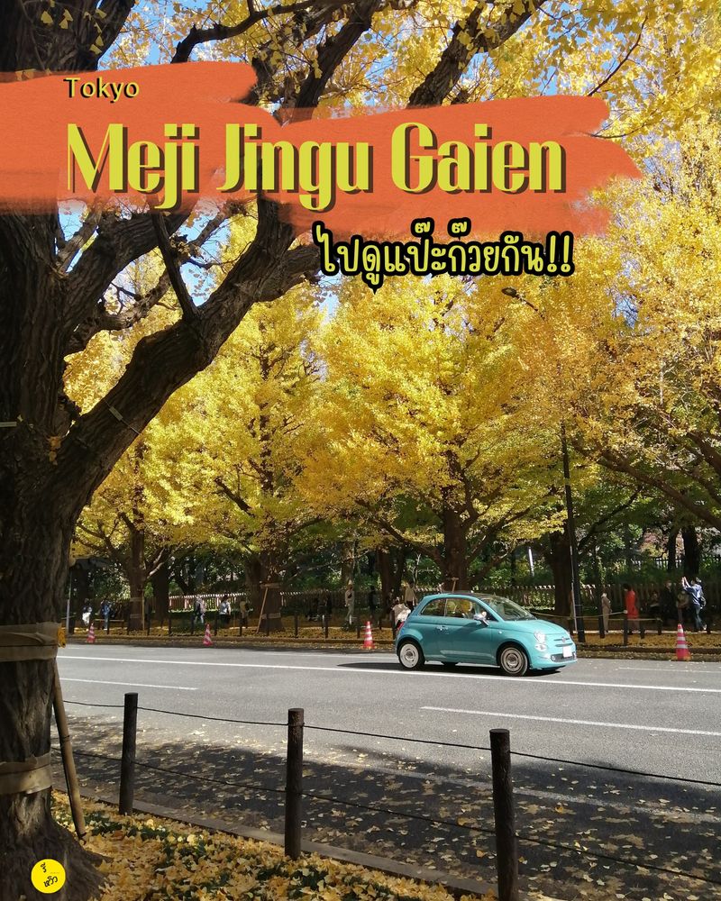 [รีหวิว] ไปดูแป๊ะก๊วยสีเหลืองอร่ามที่ Meji Jingu Gaien , Tokyo เมื่อปี ...