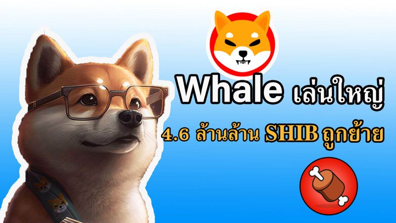[SCOPE TV] Shiba Inuล่าสุด Whale เล่นใหญ่ 4.6 ล้านล้านSHIB ถูกย้ายราคา SHIBดำดิ่ง
