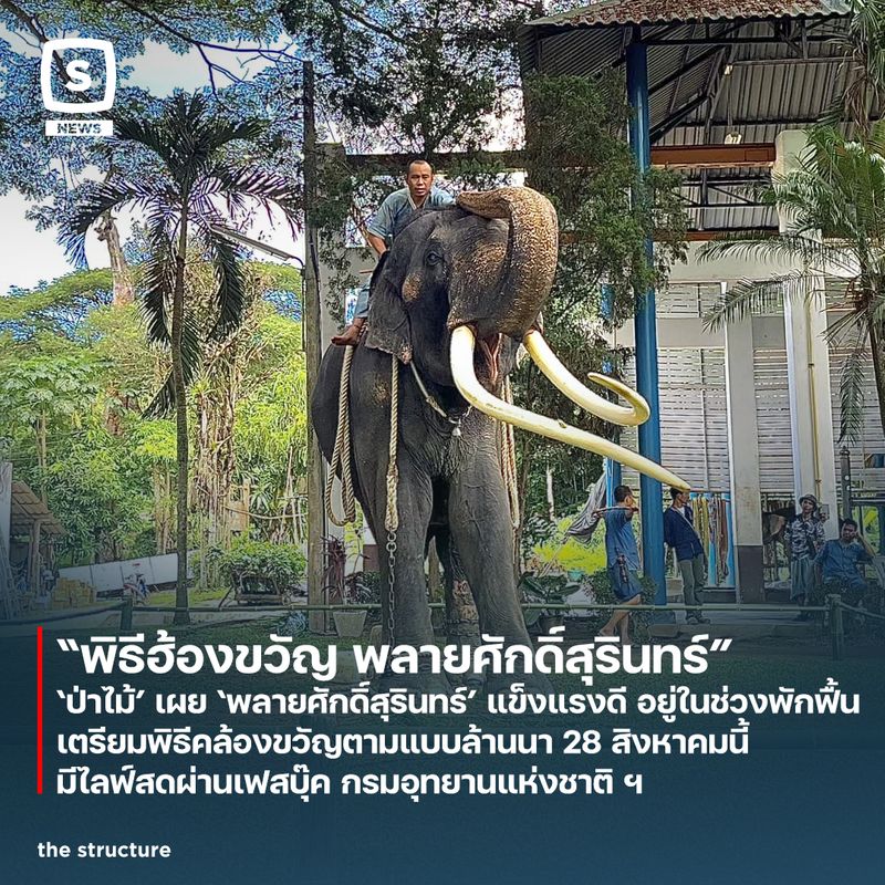 The Structure พิธีฮ้องขวัญ พลายศักดิ์สุรินทร์”‘ป่าไม้ เผย ‘พลายศักดิ์สุรินทร์ แข็งแรงดี