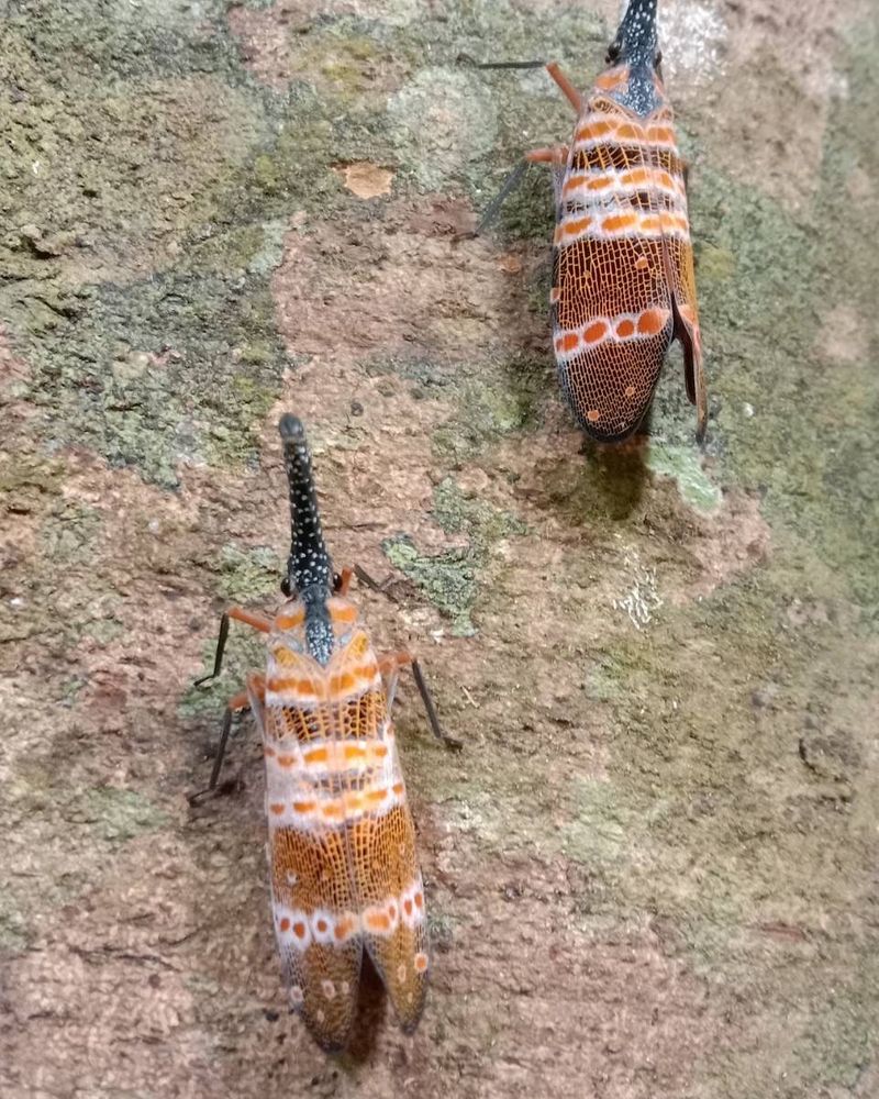 [กรมอุทยานแห่งชาติ สัตว์ป่า และพันธุ์พืช] "จักจั่นงวงดำ" ในผืนป่าเขต ...