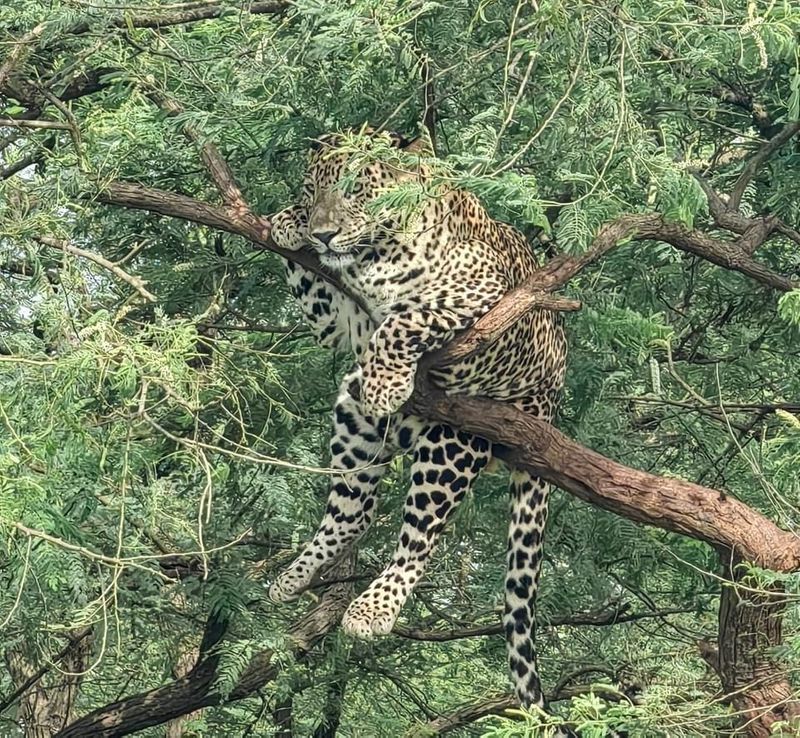 [Supawan’s Colorful World] Devaliya Safari .. อุทยานอห่งชาตอป่าไม่กีร์ ...