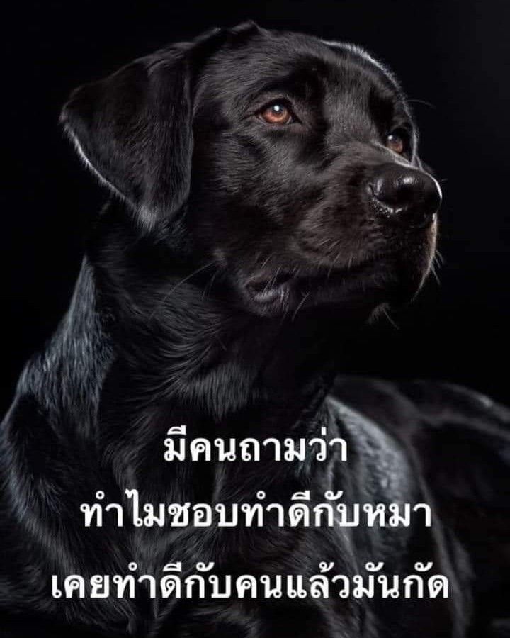 [เบื่อเมือง] 🤍🖤