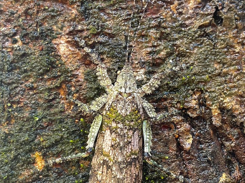 [กรมอุทยานแห่งชาติ สัตว์ป่า และพันธุ์พืช] ตั๊กแตนเปลือกไม้สันหลังแผ่น ...