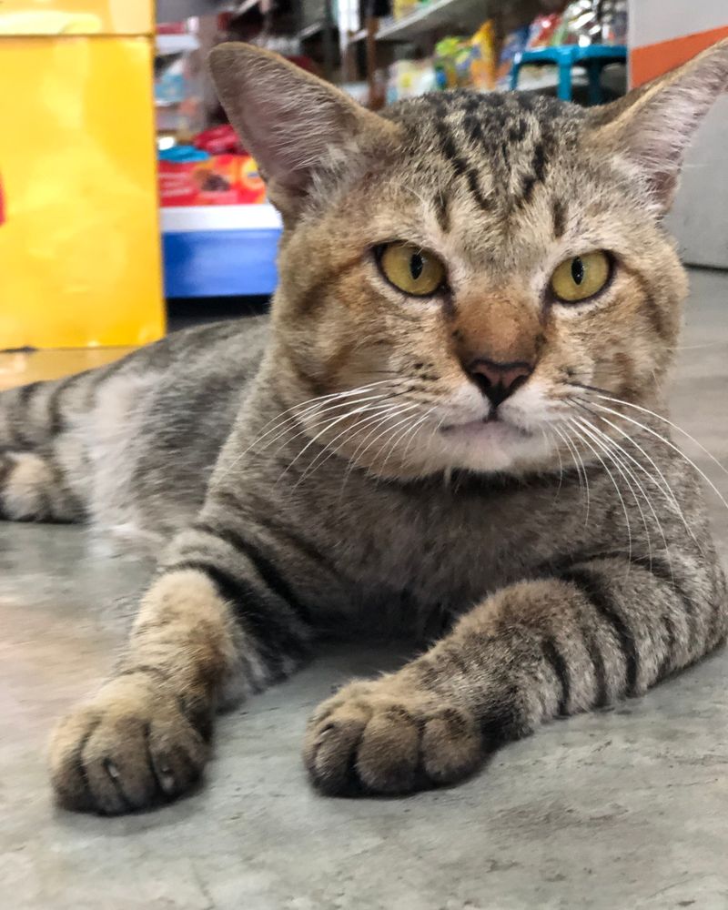 [atcha] เรานินทาแมวได้เป็นวันเลยนะ ตอนนี้มีแมว 3 ตัวล่ะ ตัวล่าสุด ชื่อ ...