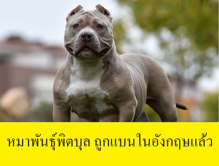 [Mr.Strategist] ทำไม หมาพันธุ์ 'พิตบุล' กำลังจะถูกแบนในอังกฤษ?? เมื่อ ...