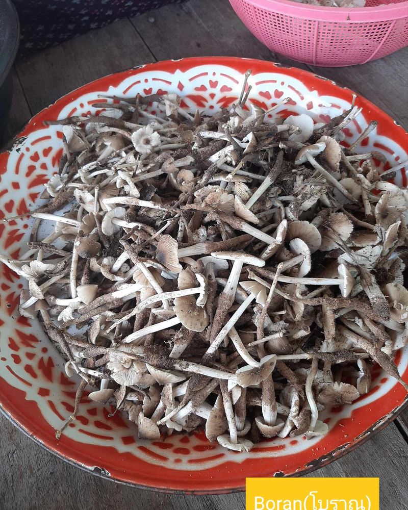 [Boran(โบราณ)] เห็ดปลวกสดๆจากดงบ้านฉัน มาแล้วววว อีพีต่อจากแกงเห็ดมา ...