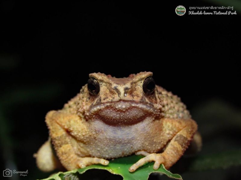 [กรมอุทยานแห่งชาติ สัตว์ป่า และพันธุ์พืช] "คางคกไฟ" กับสัญลักษณ์บนหัว ...
