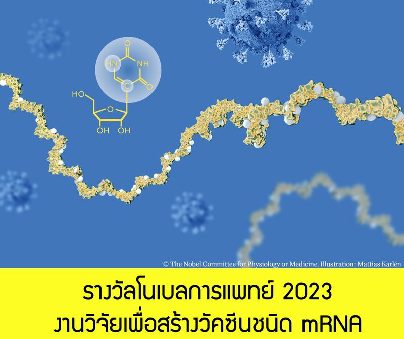 [อาจวรงค์ จันทมาศ] รางวัลโนเบลการแพทย์ 2023 งานวิจัยเพื่อสร้างวัคซีนชนิด mRNA รางวัลโนเบล ...